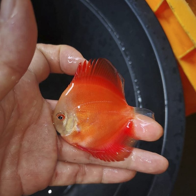 Acará Disco Red Melon 7-8 cm - Peixe para Aquário Colorido - Envio Rápido