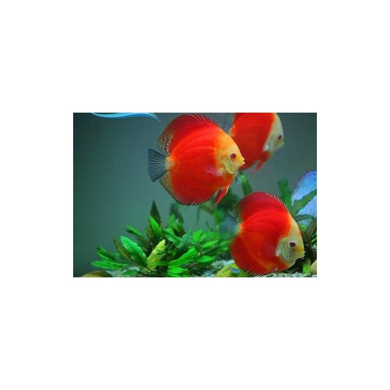 Acará Disco Red Melon 7-8 cm - Peixe para Aquário Colorido - Envio Rápido